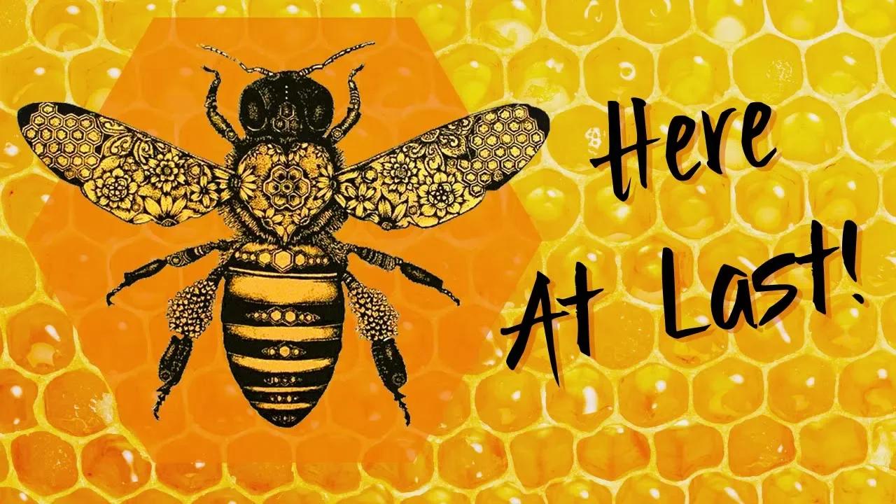 Introducing the Bee Sisterhood Oracle Deck! 💖🐝💖 Honey Bee Meaning ...
