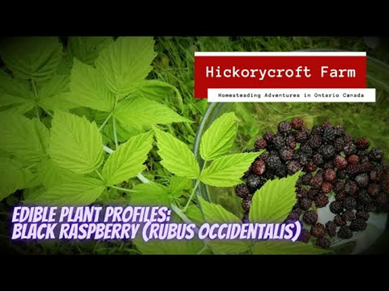 Edible Plant Profiles Black Raspberry (Rubus occidentalis)