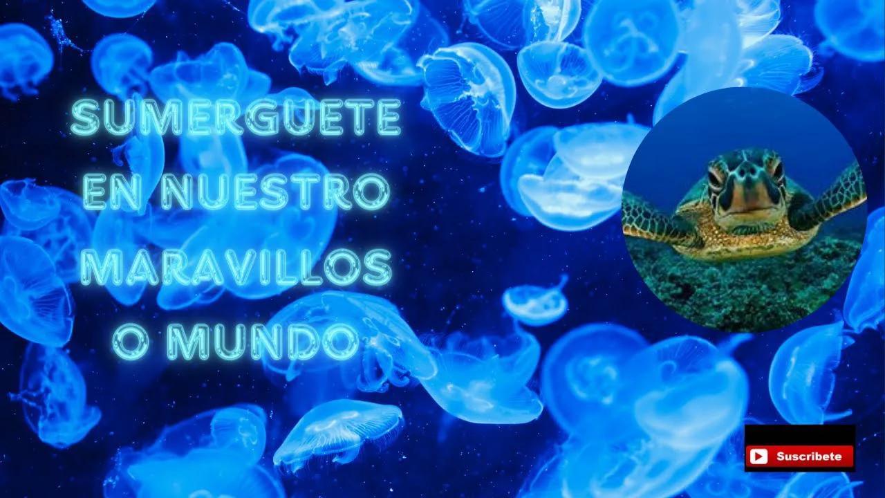 Datos Curiosos Sobre Animales Marinos Que Quizá No Sabias