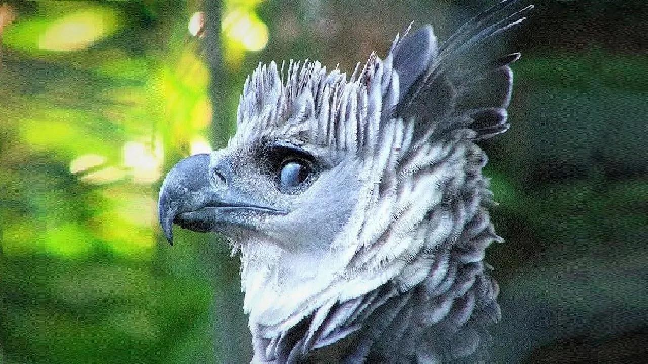 10 Razas de Águilas Más Hermosas del Mundo
