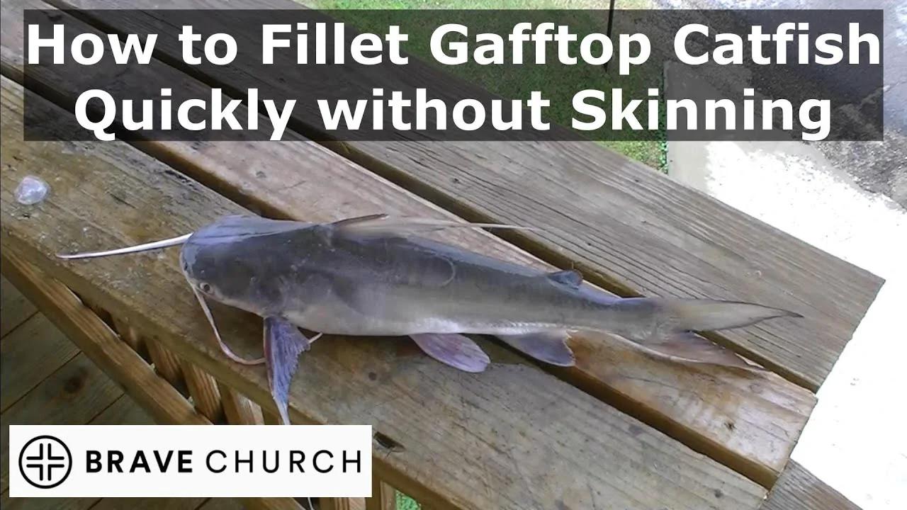 Salty 101- How to Fillet a Gafftop Catfish Quickly Without Skinning