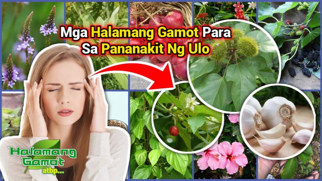 Mga Halamang Gamot Para Sa Pananakit Ng Ulo | Halamang Gamot ATBP