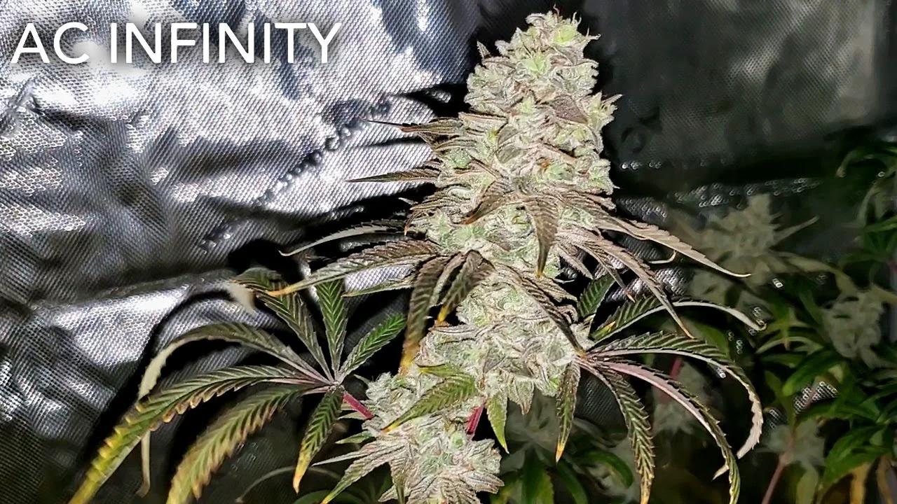 Organic Cannabis Grow HARVEST!!! Last 4 Weeks of Flower + TIMELAPSE ...