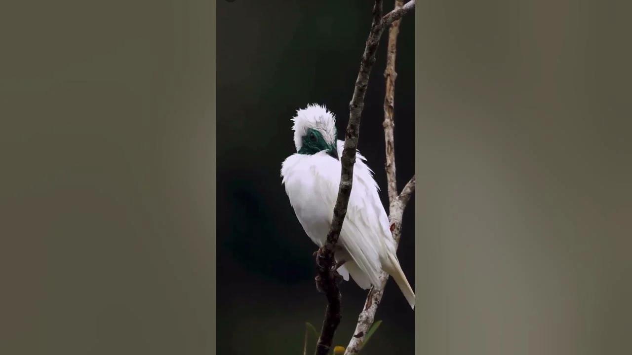 Meet the Bare-Throated Bellbird. Paraguays nationals bird #birds # ...
