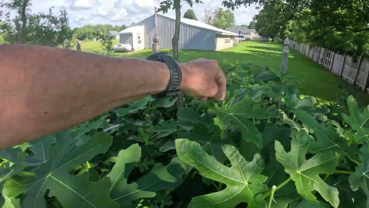 Time to Pinch Off the Apical Buds of Our Living Fence Fig Trees