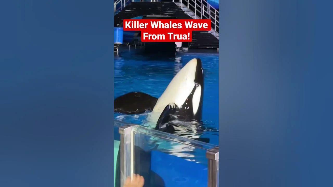 Killer Whale Pec Wave! #seaworld #orca #shorts