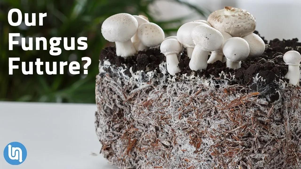Is Mycelium Fungus the Plastic of the Future?