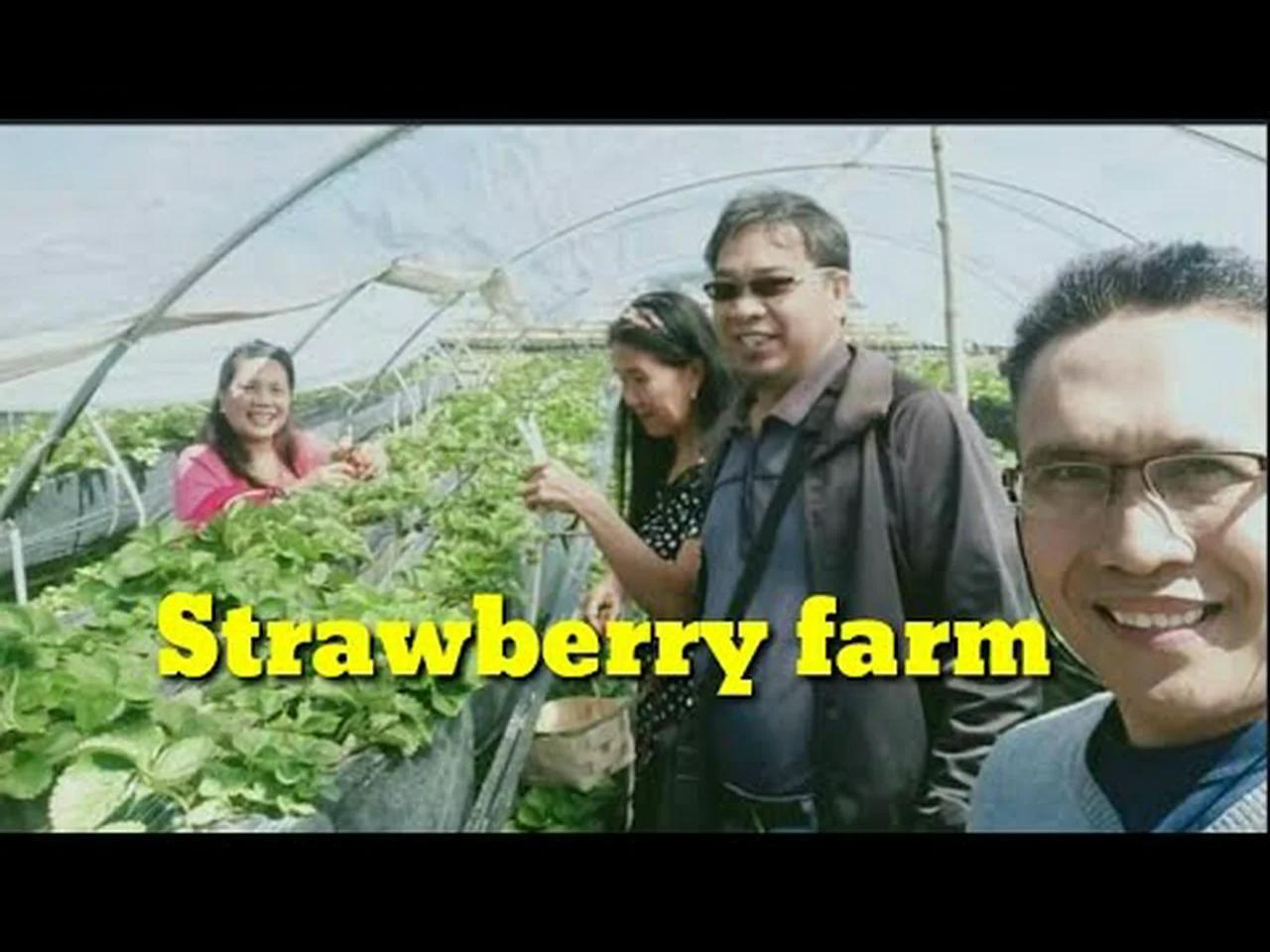 Strawberry farm Tourist spot in the town of La Trinidad, Benguet.