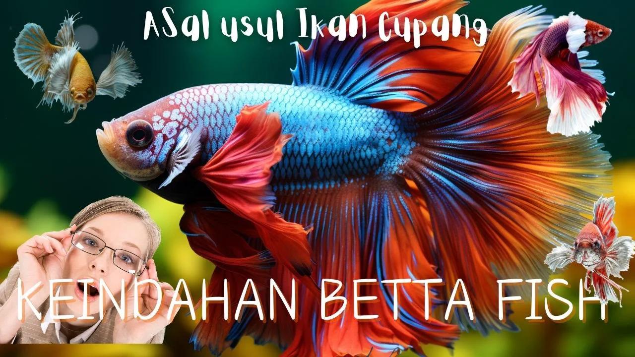 Inilah Asal usul ikan cupang atau Betta Fish: Kenali Ikan Cupang yang ...
