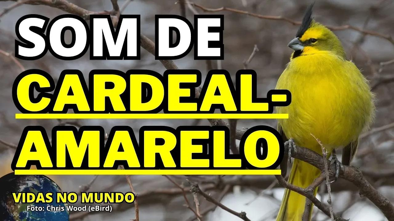 🎵 🎵 SOM DE CARDEAL-AMARELO (Gubernatrix cristata) Yellow Cardinal