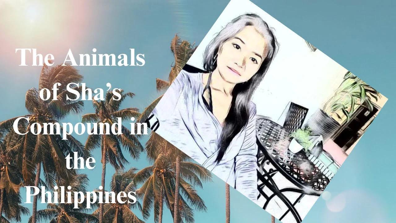 (Philippines) Animals of Sha's Compound, Hens, Pigs & Short Tail the ...