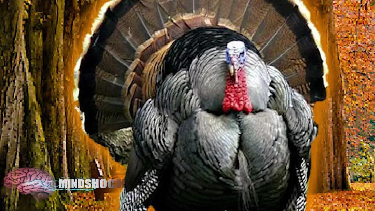 WHY TURKEY on THANKSGIVING - ORIGINS of TURKEY DAY (MINDSHOCK PODCAST ...