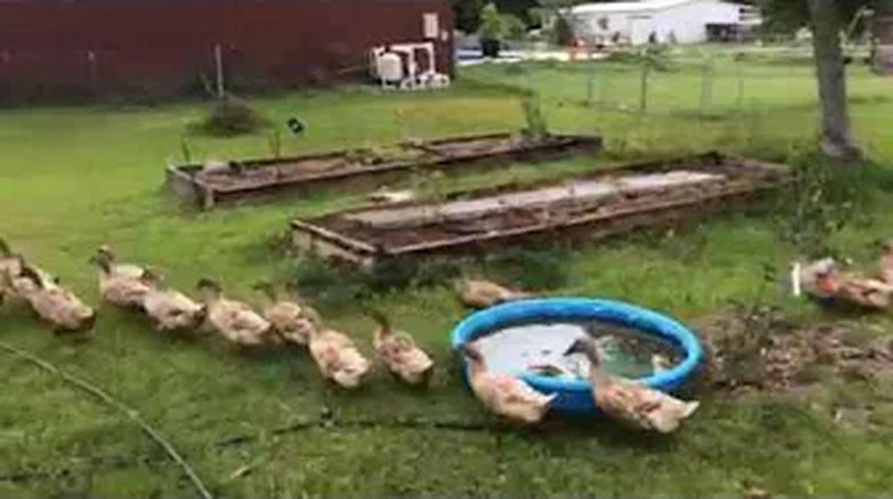 Permaculture walks on Ames Family Farms April 2017