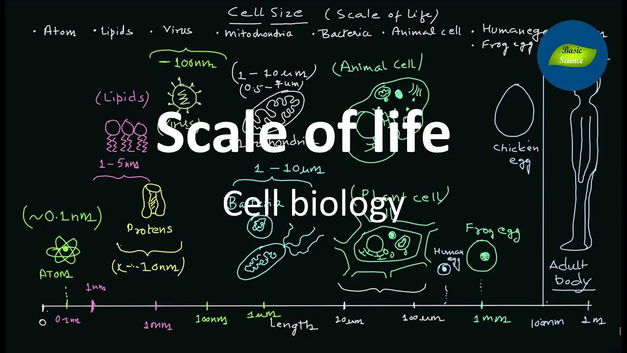 Scale of life | size of different biomolecules | Cell size | Cell ...