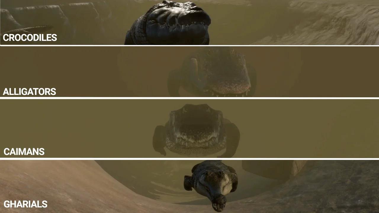 Crocodile Vs Alligator Vs Caiman Vs Gharial