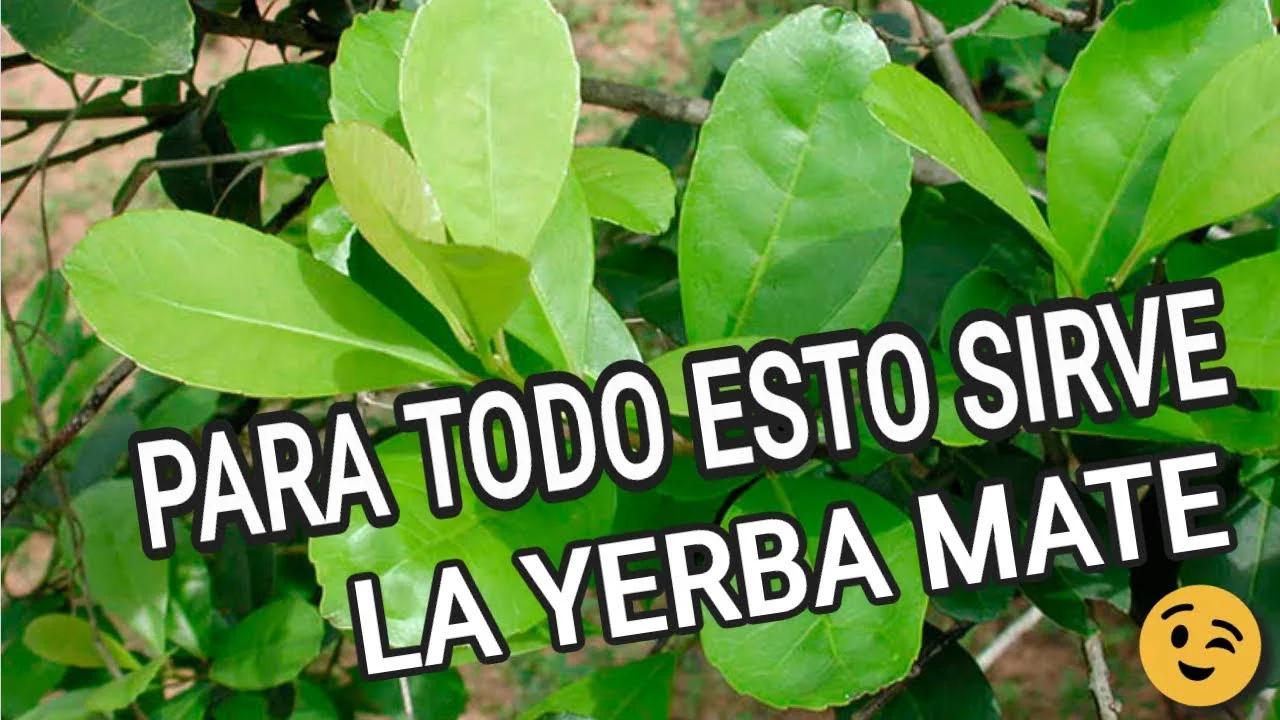 🧉 Yerba Mate Beneficios, Propiedades Y Contraindicaciones