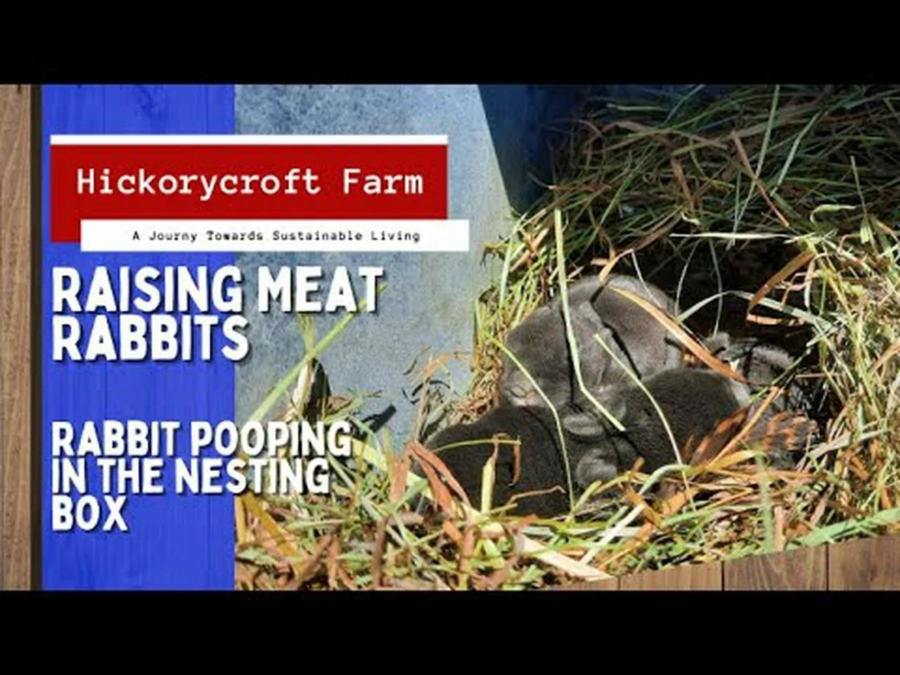 Raising Meat Rabbits | Rabbit Pooping In The Nesting Box