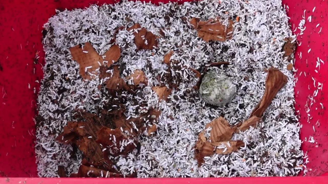 Worm Wednesday Feeding Virginia worm bin update # ...