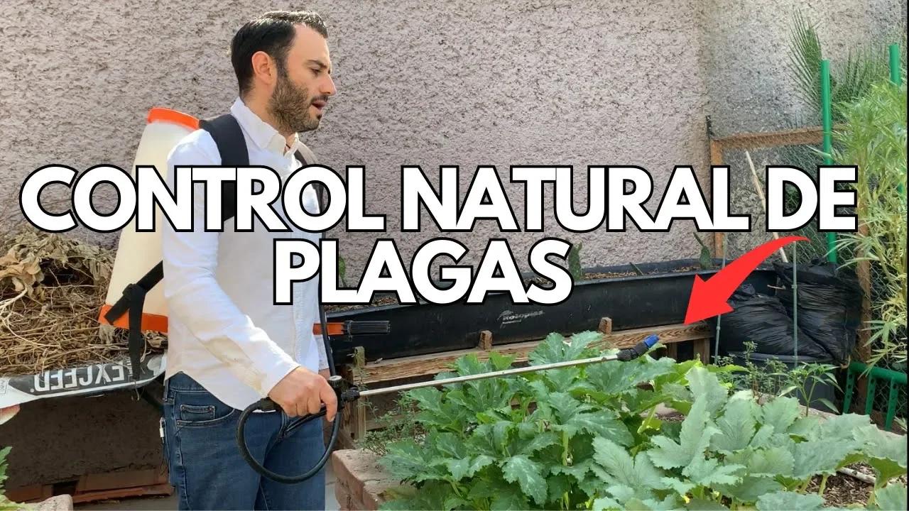 PLAGAS EN EL HUERTO: Una Mirada Profunda A Las Causas Y Cómo ...