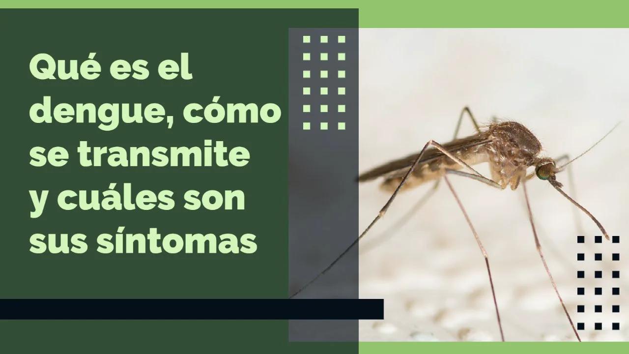Qué es el dengue, cómo se transmite y cuáles son sus síntomas