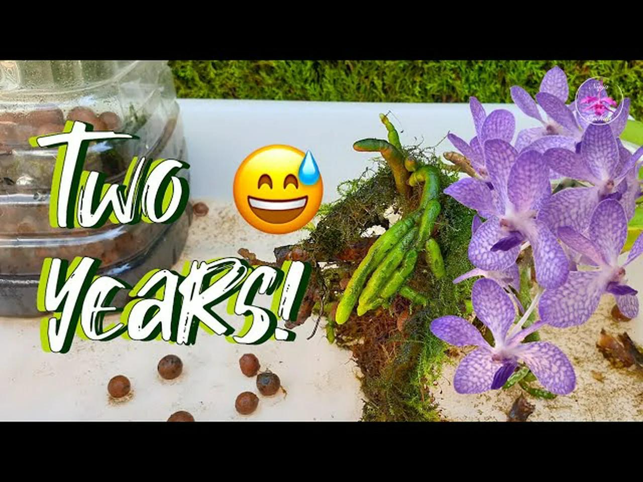Vanda Repotting Success 💪🏼 From Fickle Roots to Flourishing Growth in ...