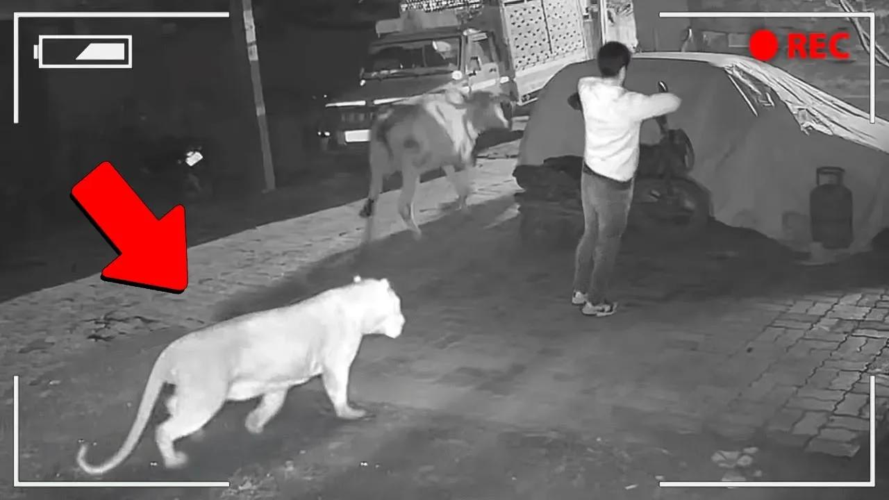 14 ATAQUES DE ANIMAIS A SERES HUMANOS FILMADOS POR CÂMERAS #4