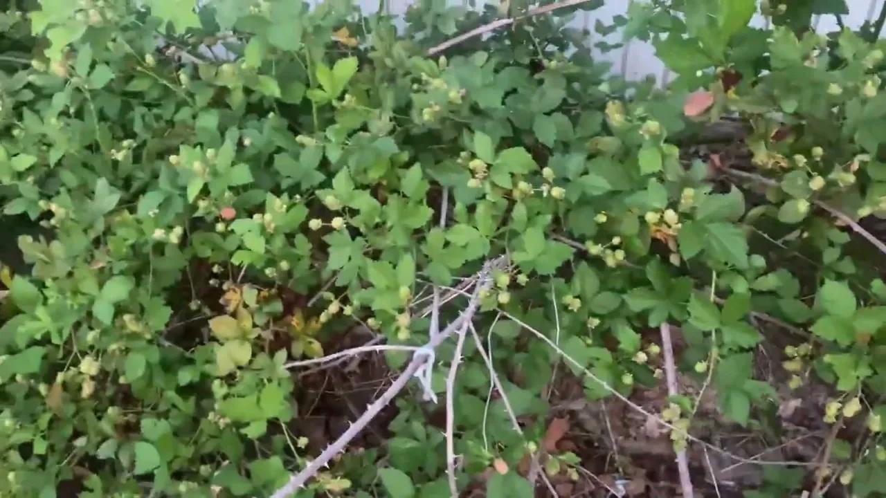 Update on 2022 Blackberry crop - Raleigh Jones