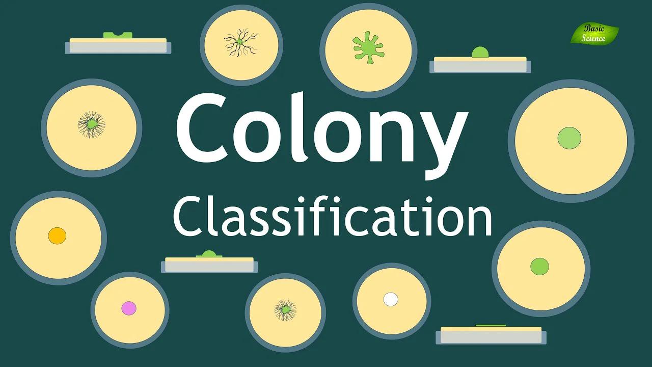 Bacterial Colony Classification | Microbiology | Basic Science Series