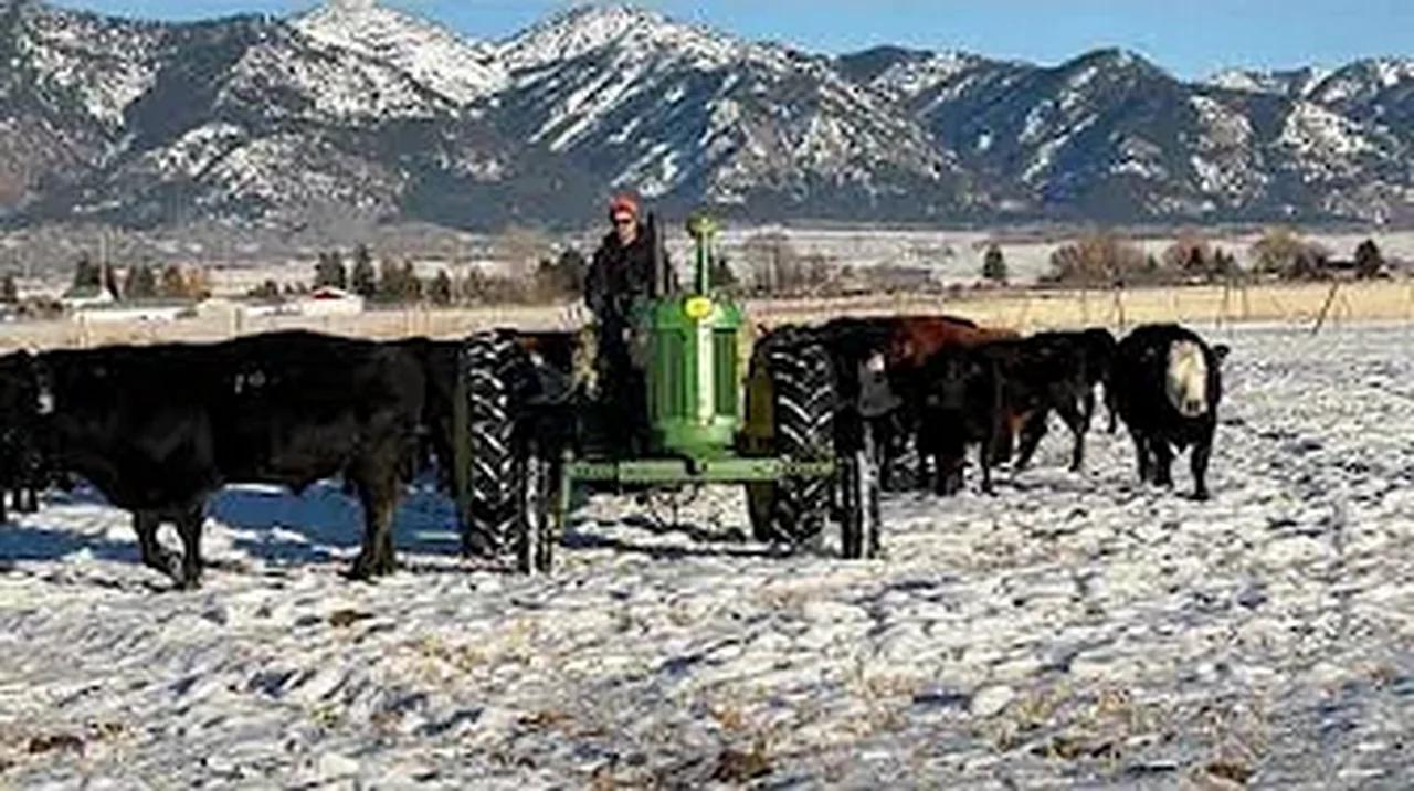 Feeding Beef Cattle with the John Deere 630 December 2020 (off-tractor ...