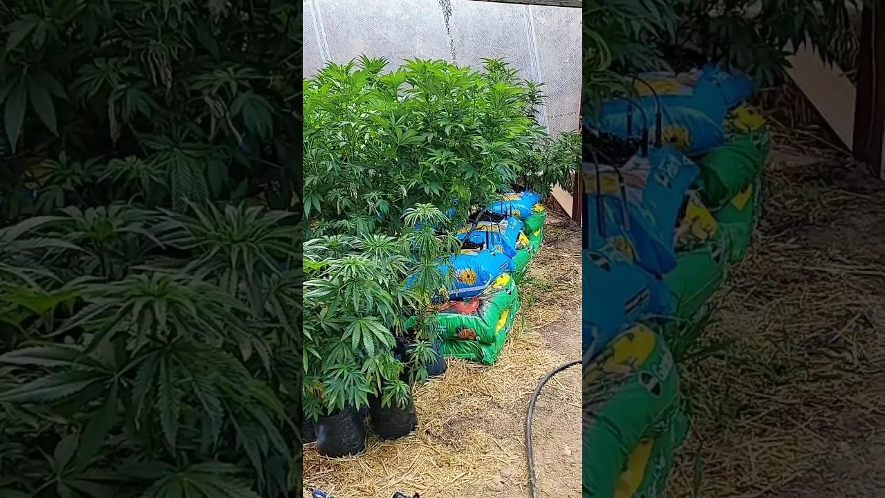 TrapCast Flamingo Jones Seed Creation Update