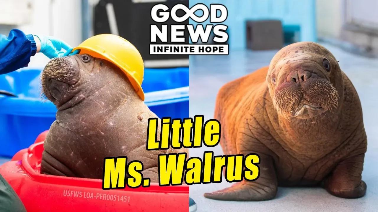 Meet Little Miss Walrus - A Rescued Sassy Walrus Pup