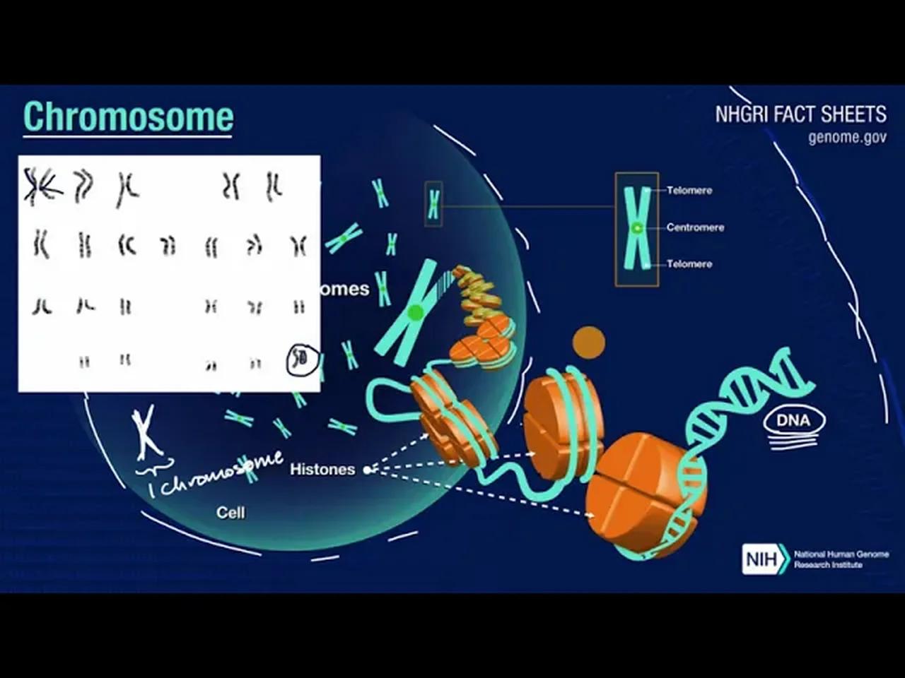 Gene expression and regulation | Inheritance and variation | High school biology | Khan Academy