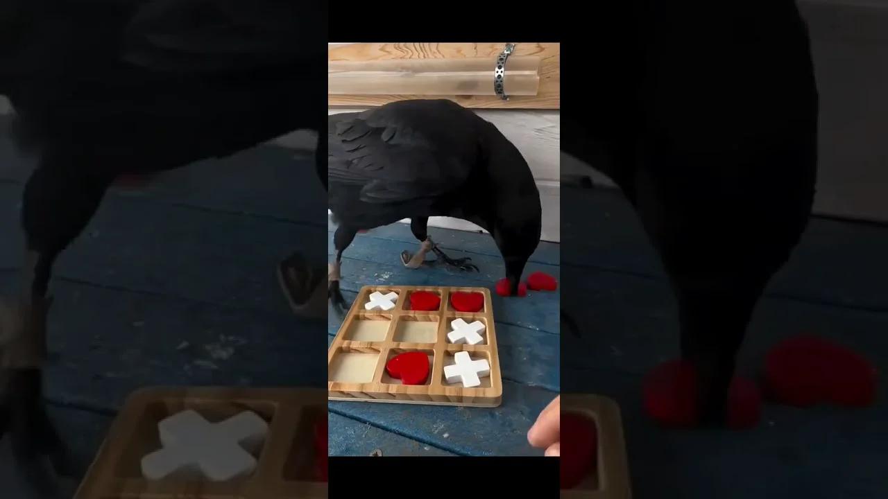 The Intelligence of Ravens