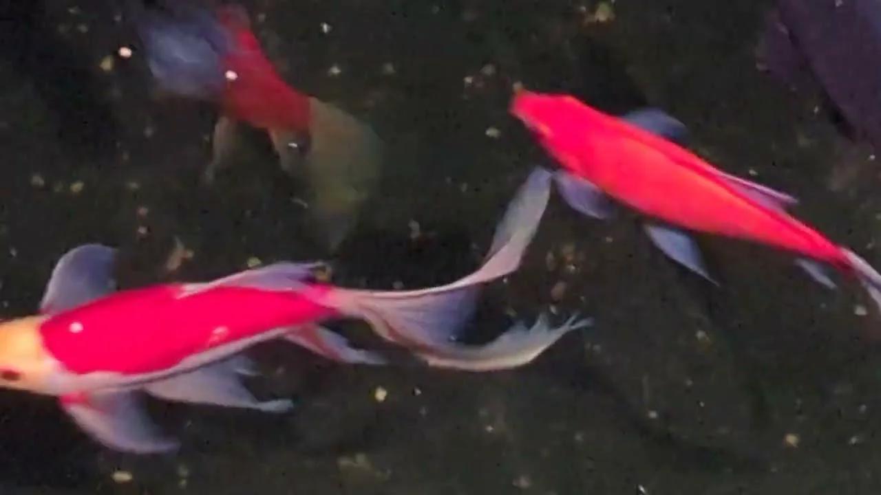 My fish bring me happiness and joy. I hope they do the same for you 🙂