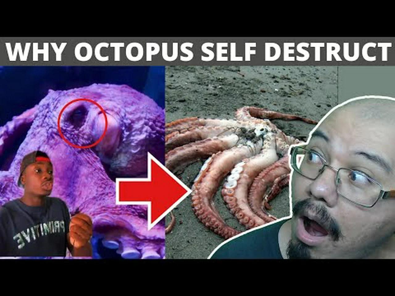Why Octopus Self Destruct After Having - Casual Geographic Reaction