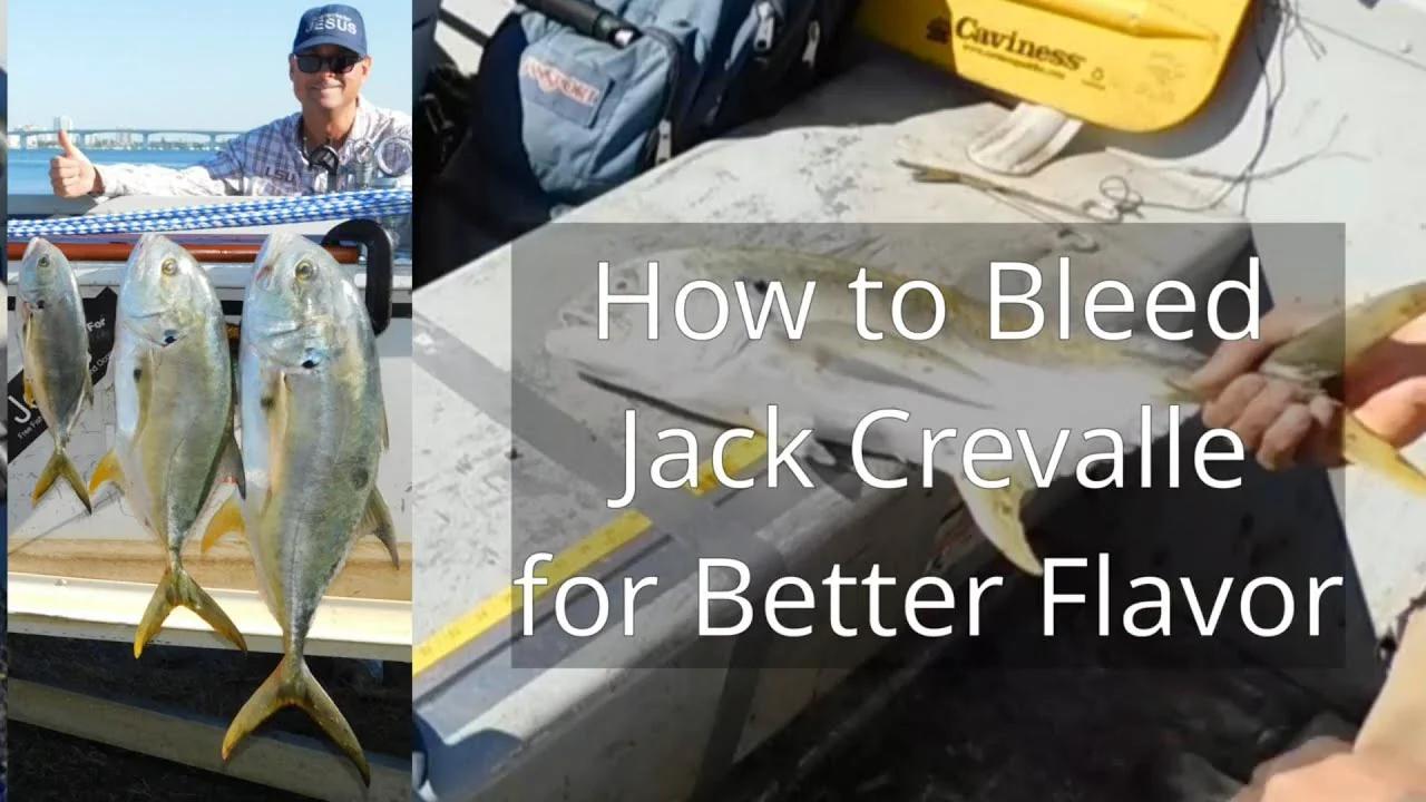 Salty 101- How to Bleed Jack Crevalle for Better Flavor