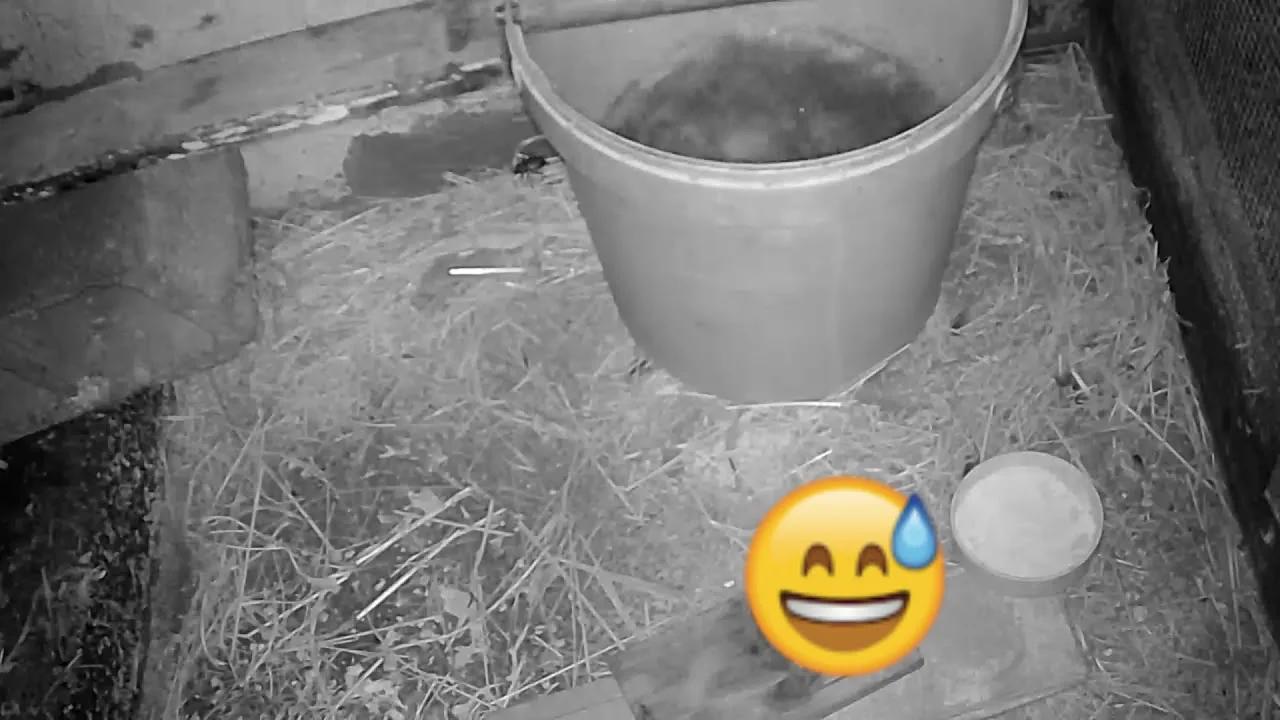 DIY Rolling Log mousetrap Fail!