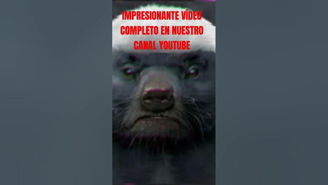 Este Es El Animal Más Salvaje y Loco Del Planeta #shorts #fauna # ...