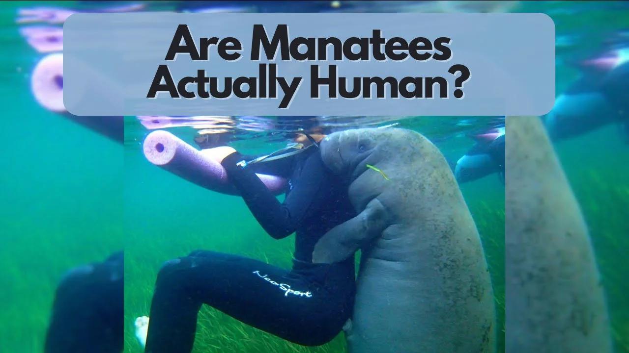 Are Manatees Actually Human?