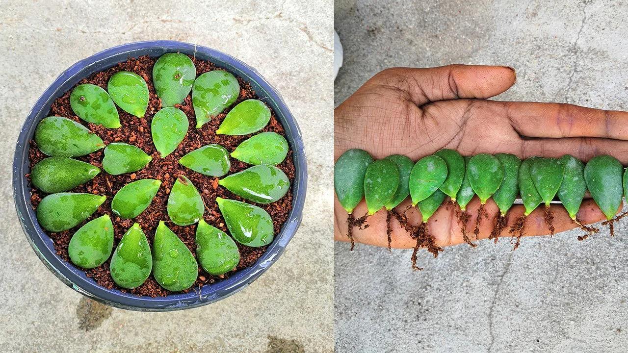 Jade plant propagate and thrive from a single leaf! | Easy steps for ...