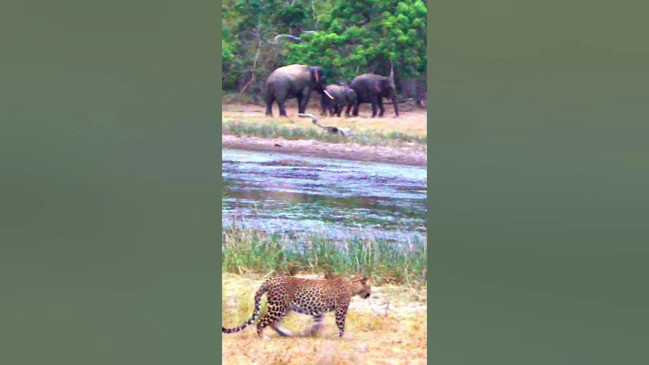 Rare Wilpattu Safari Footage: Leopard and Three Elephants in One Frame ...