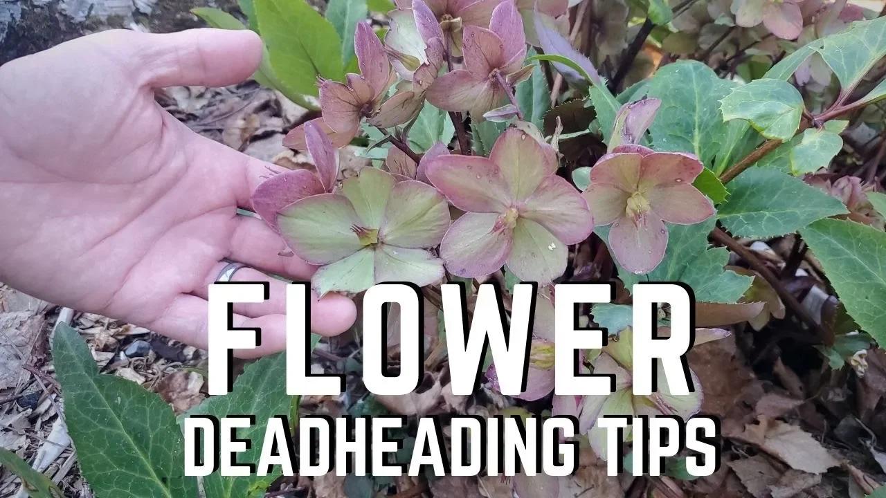 Flower Deadheading Tips 🌷 QG Day 27
