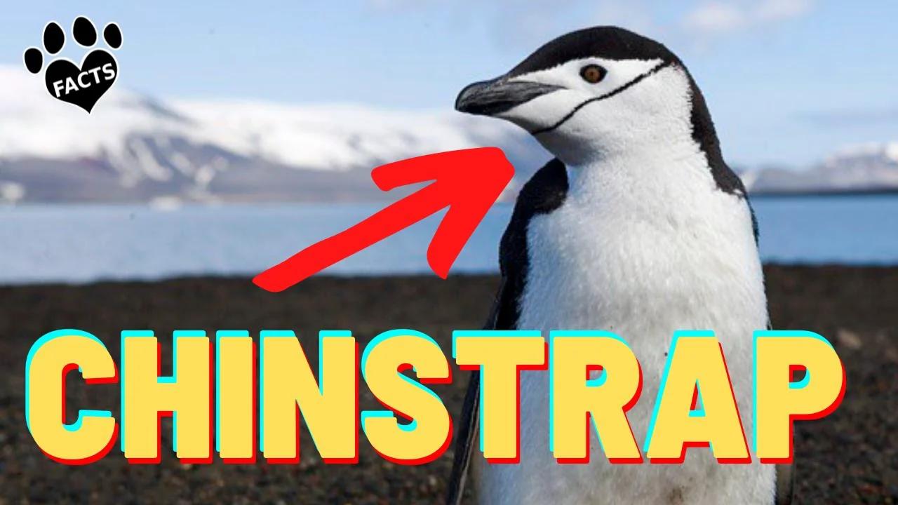 10 Fascinating Facts About Chinstrap Penguins - The Bold and Aggressive ...