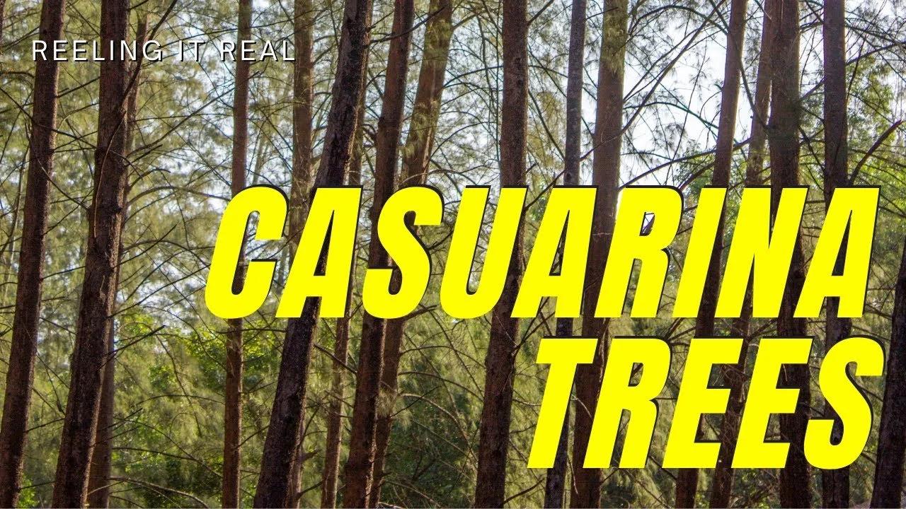 Casuarina Trees | Paper Tree Farm | Nature in its best | Andhra ...