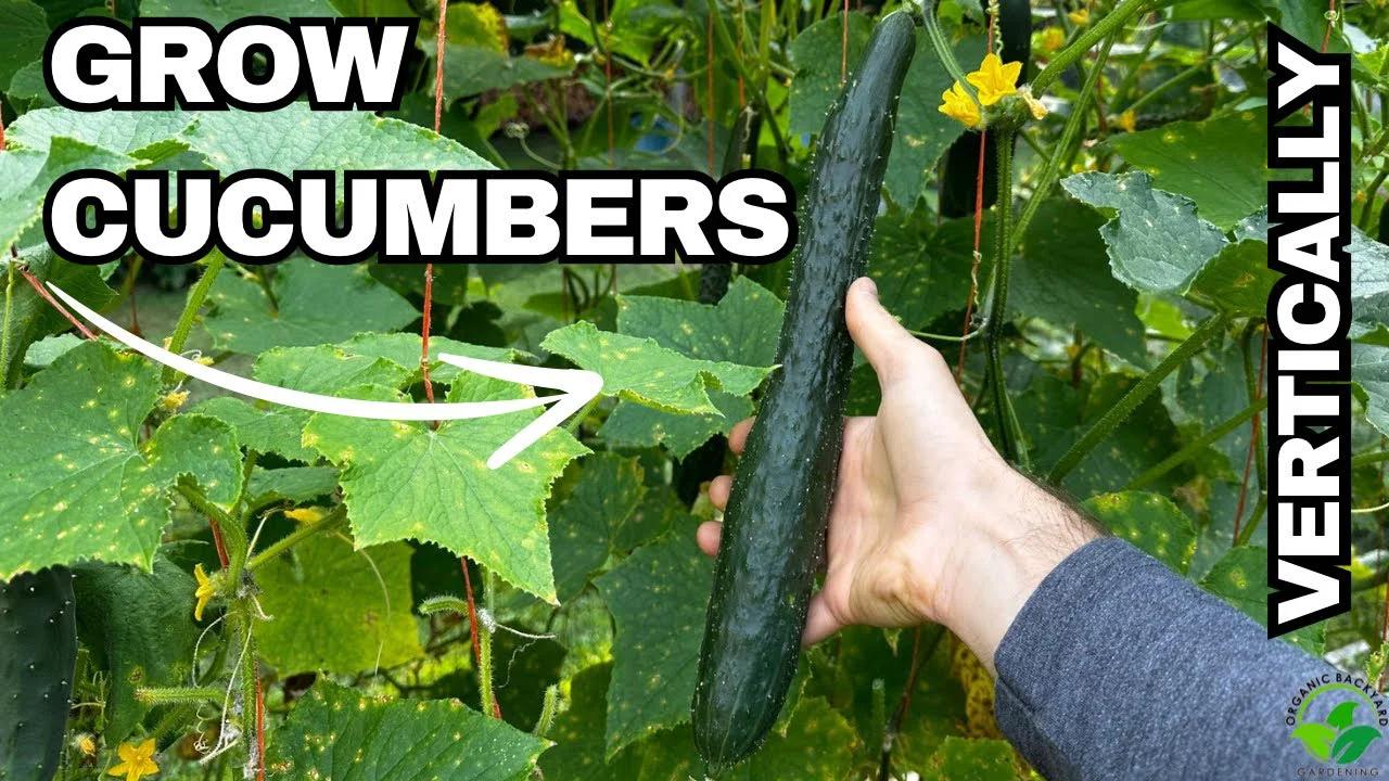 How To Grow Cucumbers Vertically Proven Tips For Big Yields