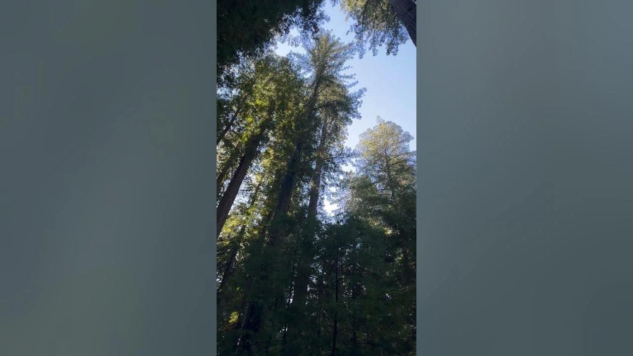 Tall Coast Redwoods in Rockefeller Forest of Humboldt Redwoods State ...