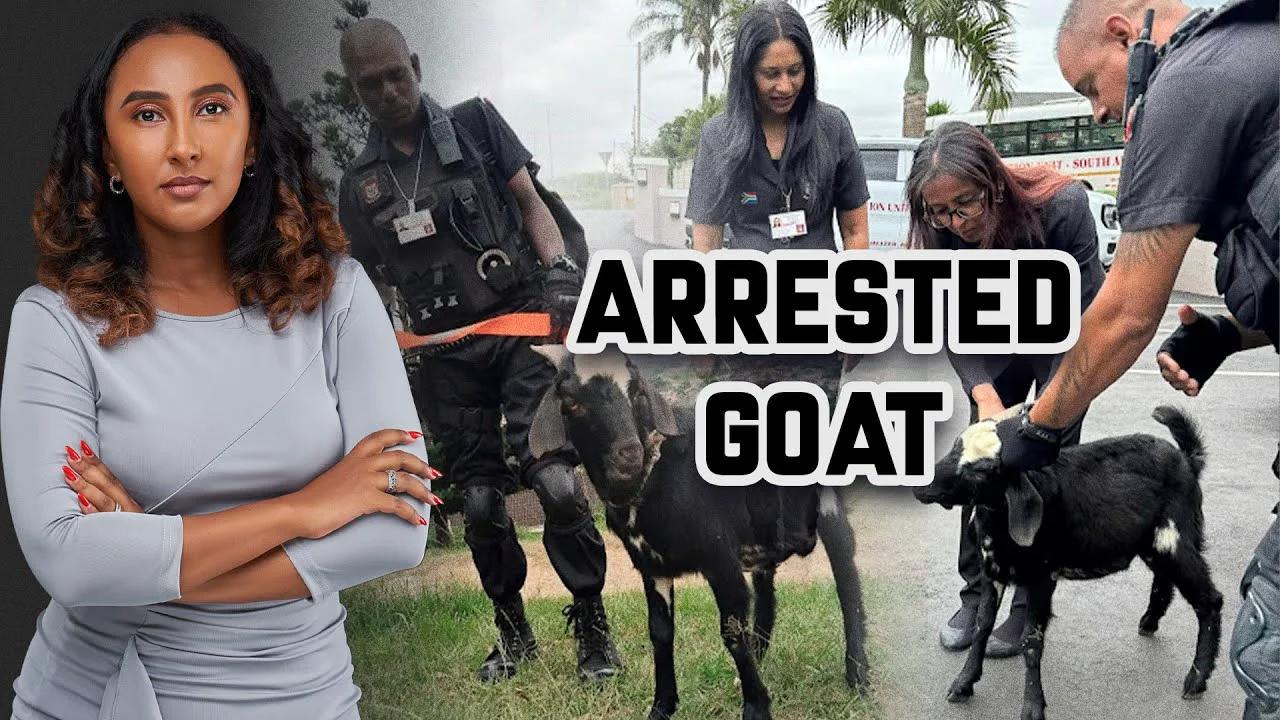A Goat Identified As Akmed Has Been 'Arrested' For Attacking Primary ...