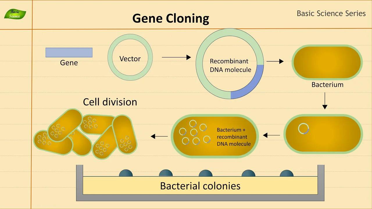 Gene Cloning | Introduction | Basic Science Series