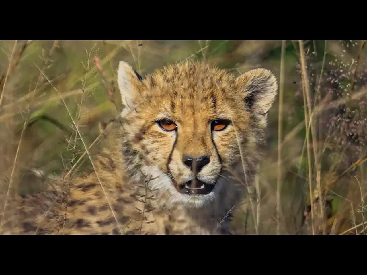 Cheetah Cubs: The Rarest Wild Animal Babies In The Kruger National Park.