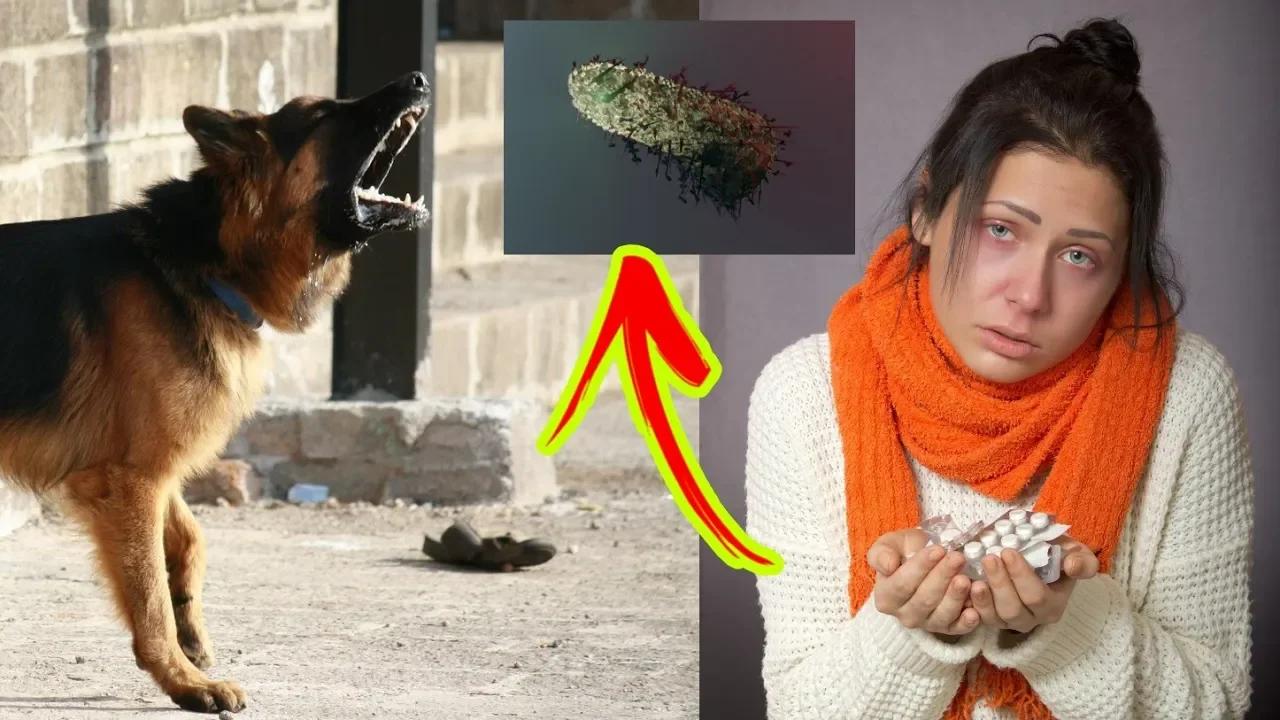¿Qué Es La RABIA?, Estos Son Sus SINTOMAS, Sus CAUSAS y Su TRATAMIENTO ...